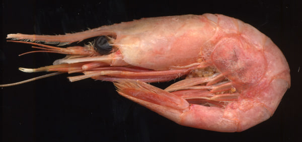 Texture JPEG crustacean prawn shell