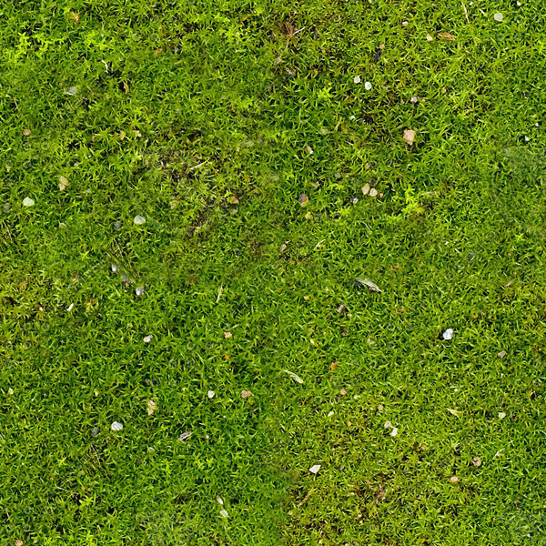 Texture JPEG moss grass plant