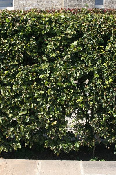 Texture JPEG hedge hedges hedging