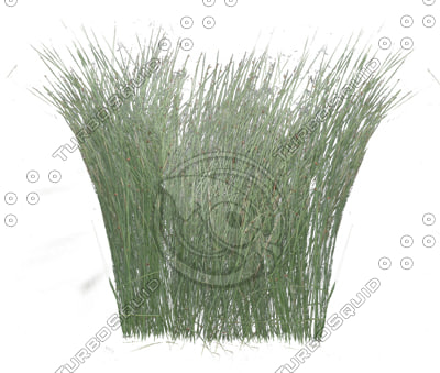 Texture PNG Eleocharis dulcis wetland