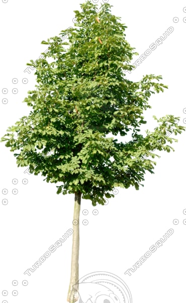 Texture JPEG tree photo transparent