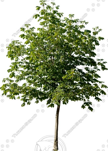 Texture JPEG tree photo transparent