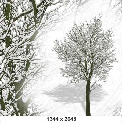 Texture JPEG snow plants tree