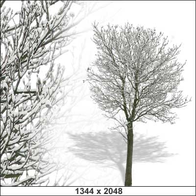 Texture JPEG snow plants tree
