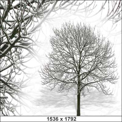 Texture JPEG snow plants tree