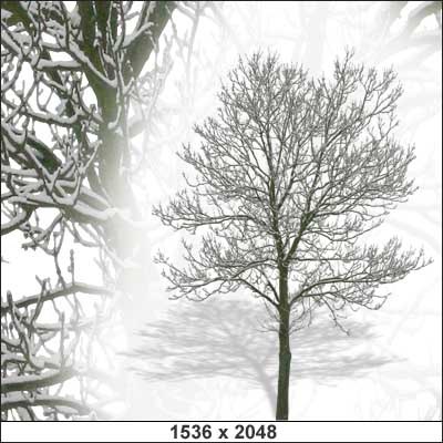 Texture JPEG snow plants tree