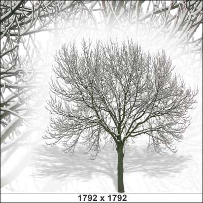 Texture JPEG snow plants tree