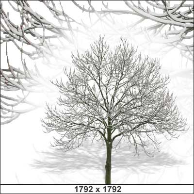 Texture JPEG snow plants tree