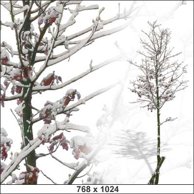 Texture JPEG snow plants tree