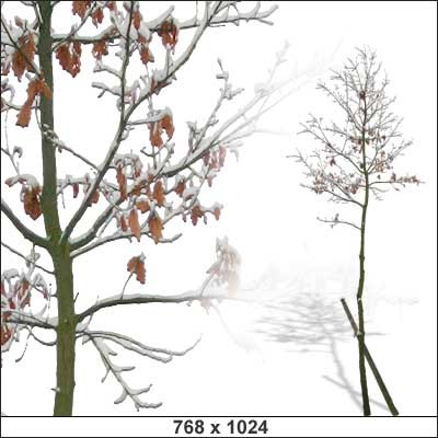 Texture JPEG snow plants tree