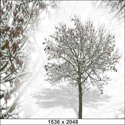 Texture JPEG snow plants tree