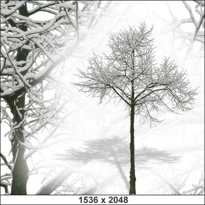 Texture JPEG snow plants tree
