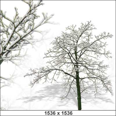 Texture JPEG snow plants tree