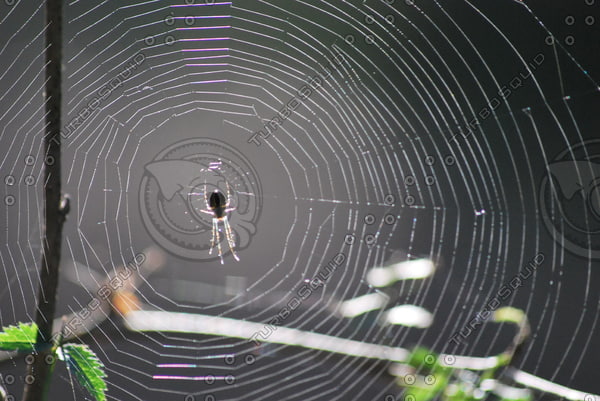 Stock JPEG spider web nature