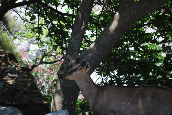 Stock JPEG goat animal crete