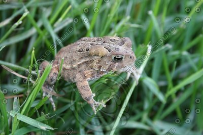 Stock JPEG toad pad crapaud
