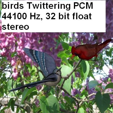 Sound WAV birds twittering singing