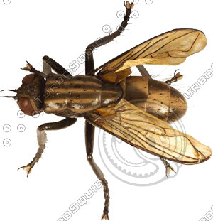 Texture PNG fly mask alfa