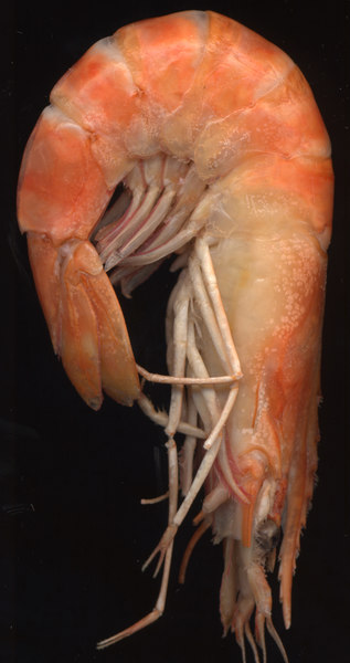 Texture JPEG crustacean prawn shell