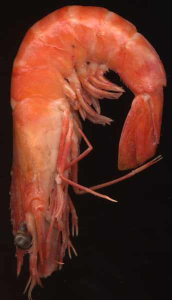 Texture JPEG crustacean prawn shell