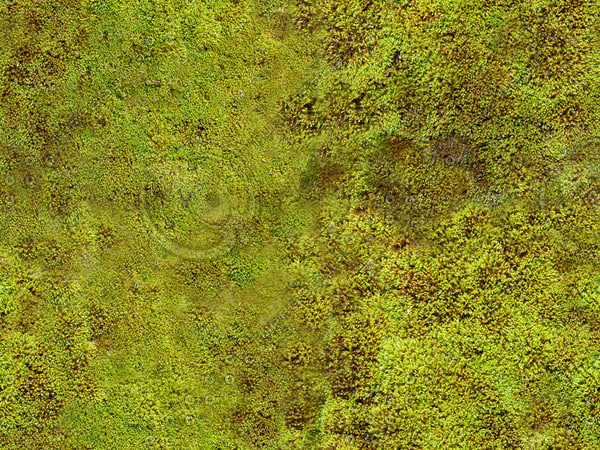 Texture JPEG moss grass plant