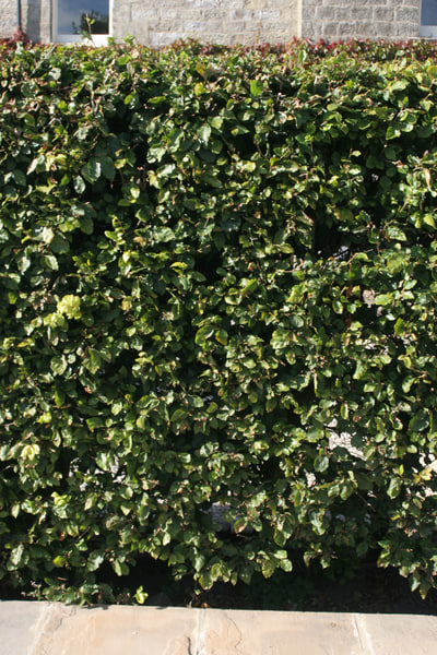 Texture JPEG hedge hedges hedging