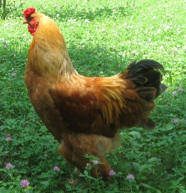 Sound WAV sheep baa rooster