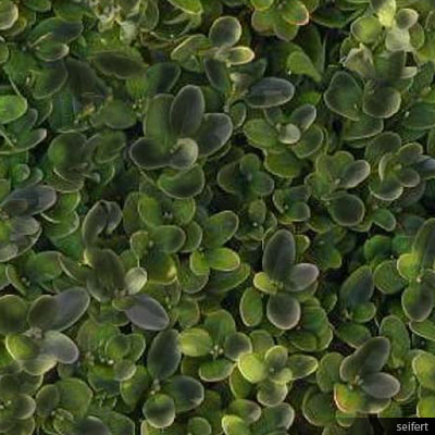 Texture JPEG Boxwood Plant Planting