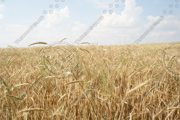 Stock JPEG wheatfield wheat field