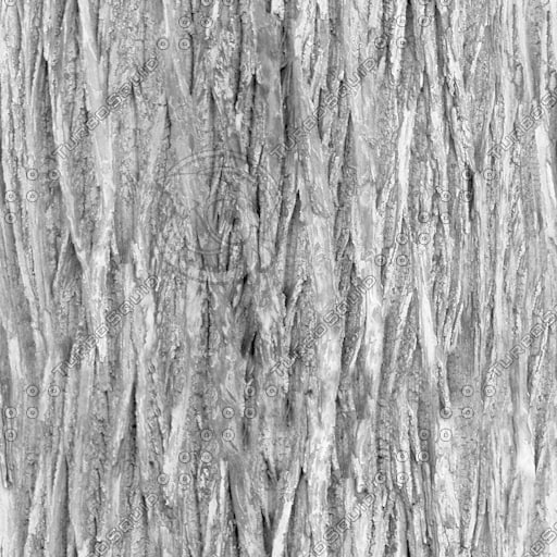 Texture JPEG tree bark oak