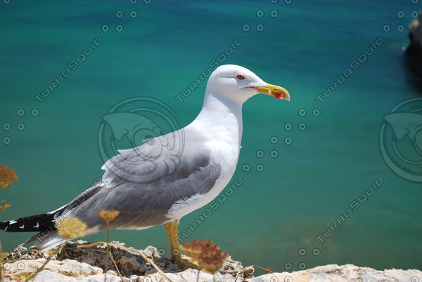 Stock JPEG seagull sea gull