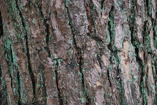 Texture JPEG bark pack texture