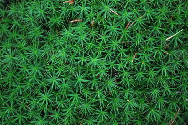 Texture JPEG moss texture pack