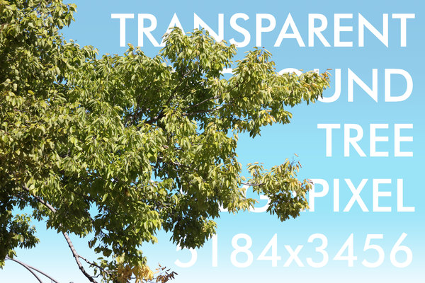 Texture Photoshop Tree foreground Branch