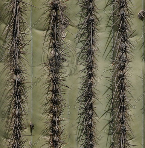 Texture JPEG cactus plant shrub