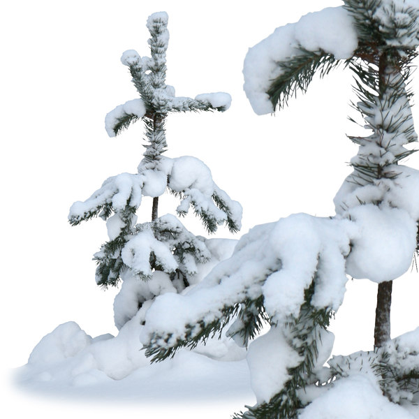 Texture Photoshop winter tree snow