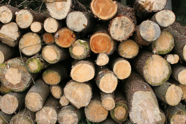 Texture JPEG wood wooden log