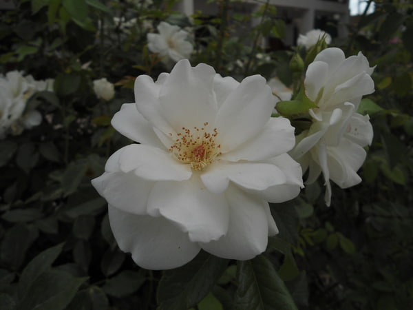 Stock JPEG white rose nice