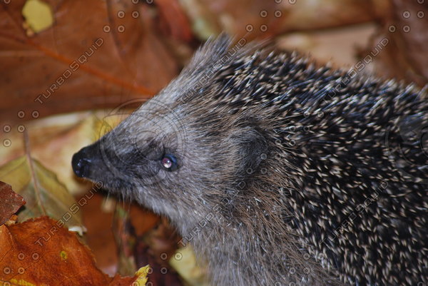 Stock JPEG hedgehog animal hedgehogs