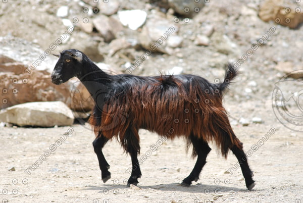 Stock JPEG goat animal crete