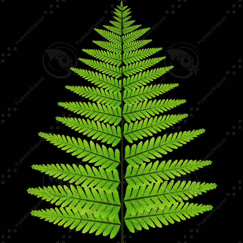 Texture Other fern leaf plant