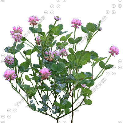 Texture Targa flower grass trees