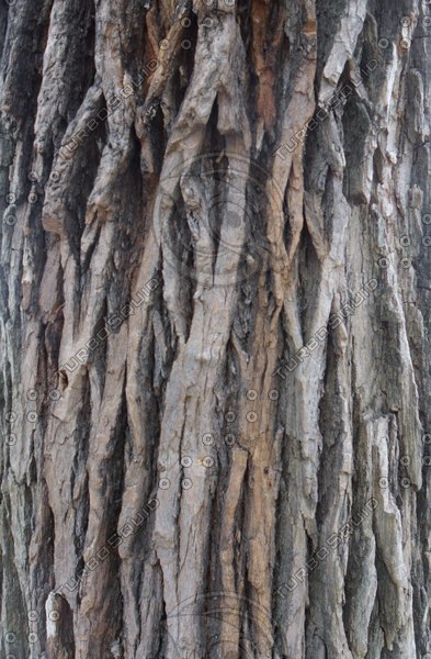 Texture JPEG bark tree wood