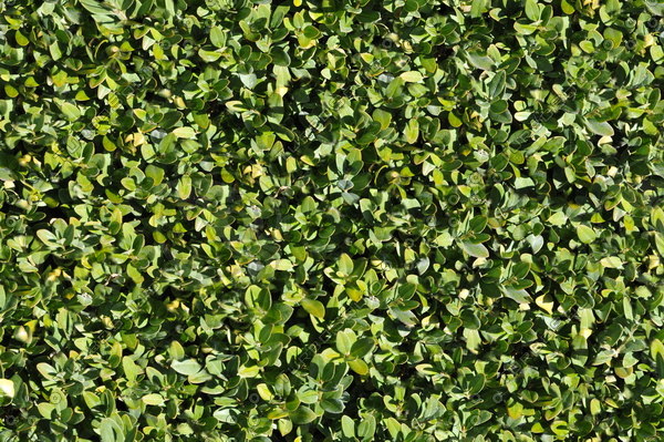 Texture JPEG green bush vegetation