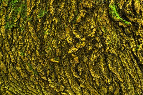Stock JPEG bark cortex crust