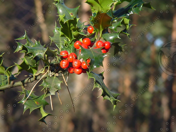 Stock JPEG plant festive holly