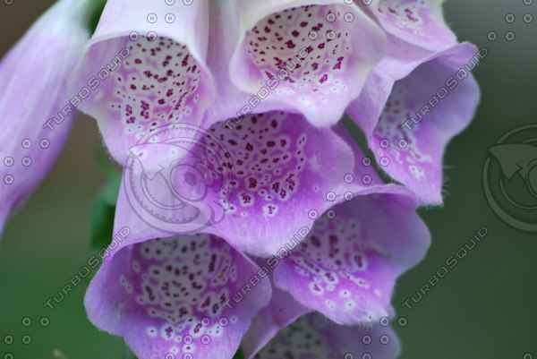 Stock JPEG foxglove glove flower