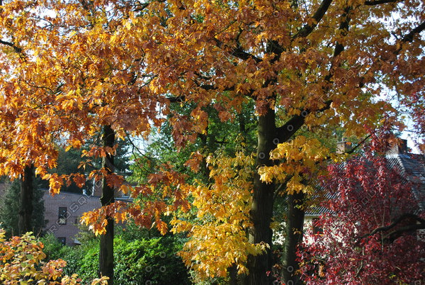 Stock JPEG autumn gold fall