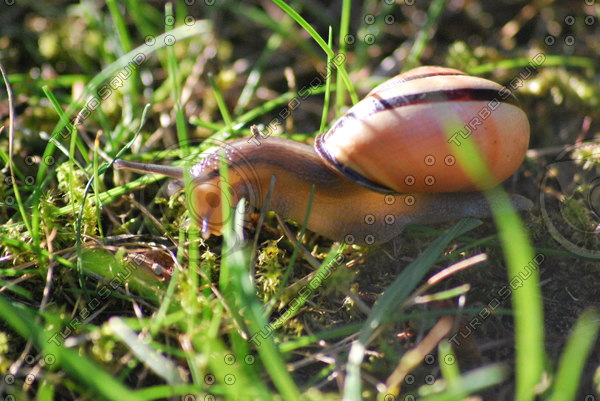 Stock JPEG snail slug molluscs