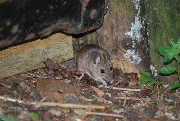 Stock JPEG mouse animal brown